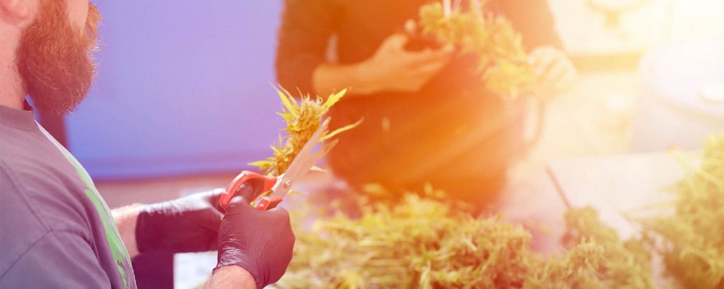 USDA Approves More States’ Hemp Production Plans | Cannabis Tax Attorney